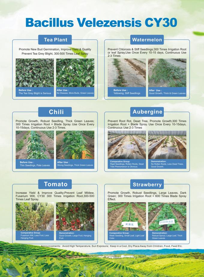 Microbial Agent CY30 Bacillus Velezensis Prevent Tea Plants Field Crops ...