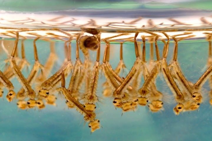 Biological Spray Plus BTi Mosquito Larvae Killer Mosquito Insecticide ...