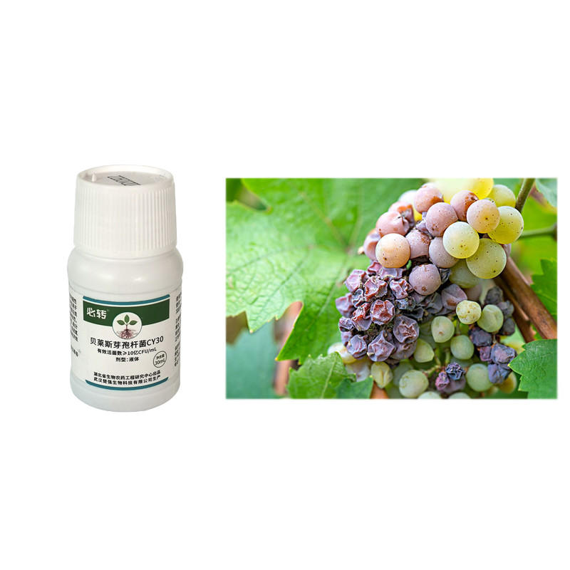 Microbial Agent Fungicide CY30 Bactericide Improve Soil Flora Prevent ...