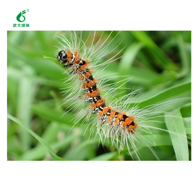 Purely Green Bio Pesticide Pests Killer Tea Lesser Leafhopper Geometrid ...