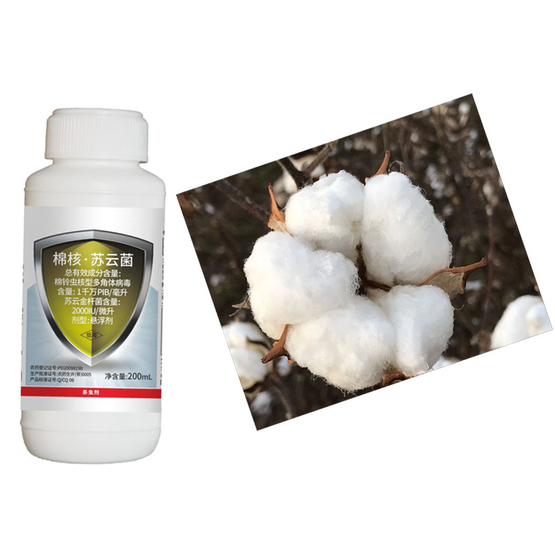 Cotton Boll Worm Organic Pesticide Natural Cotton Biological ...